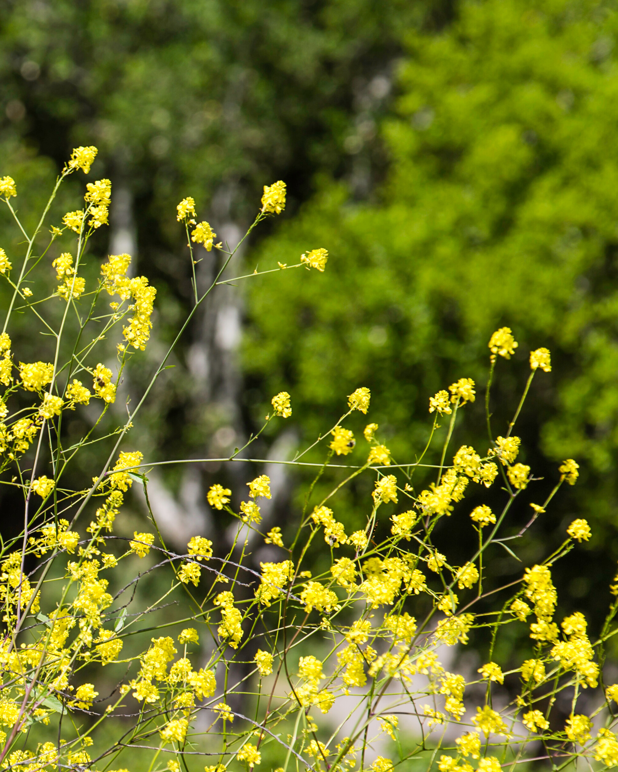 Mindfulness-Based Nature Connection (MBNC): Cultivating Awareness, Well ...
